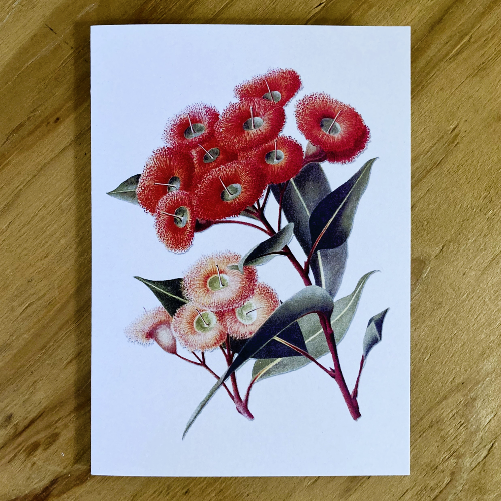 Gum Blossom - greeting card – Evelyn and Owl